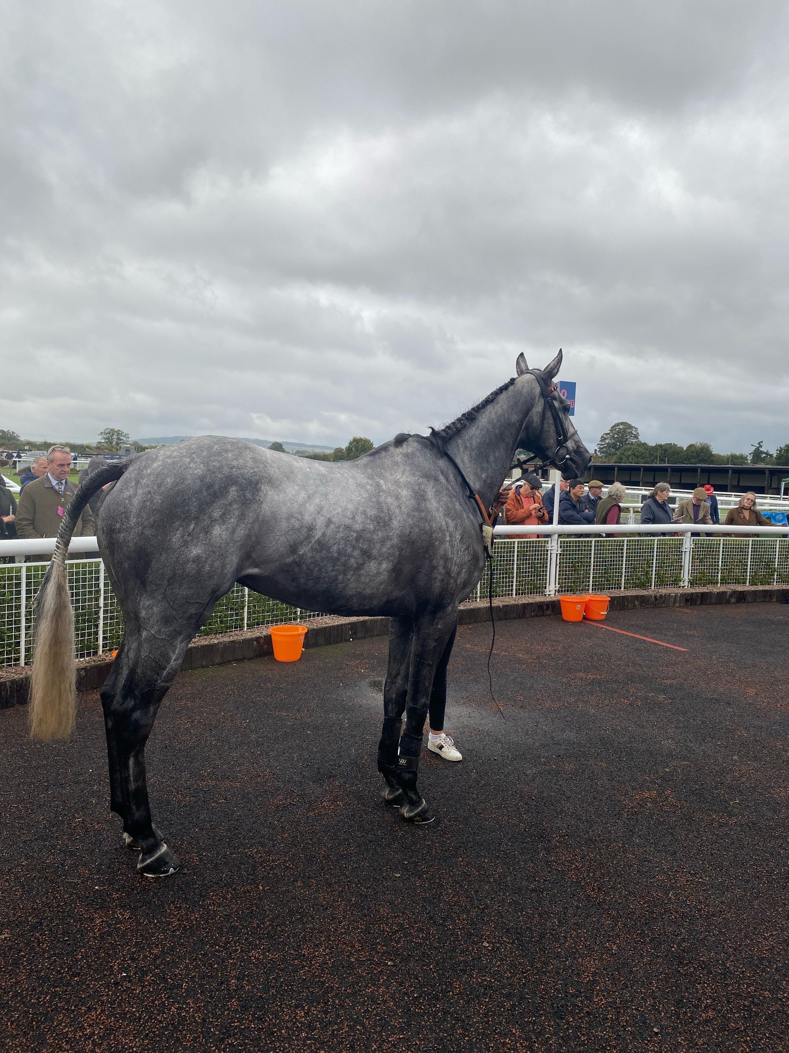 Rowley and Lewis Eye Bright Racing Seasons: Malaita and Gris Majeur ...